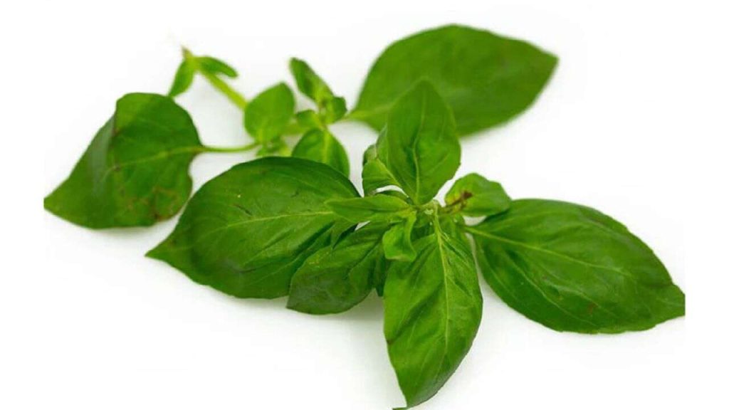The Mighty Mini-Leaf: Health Benefits of Consuming Raw Basil Leaves